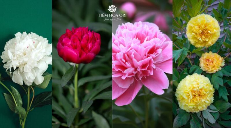 Hoa mẫu đơn (Peony): Vẻ đẹp và ý nghĩa của loài hoa cao quý
